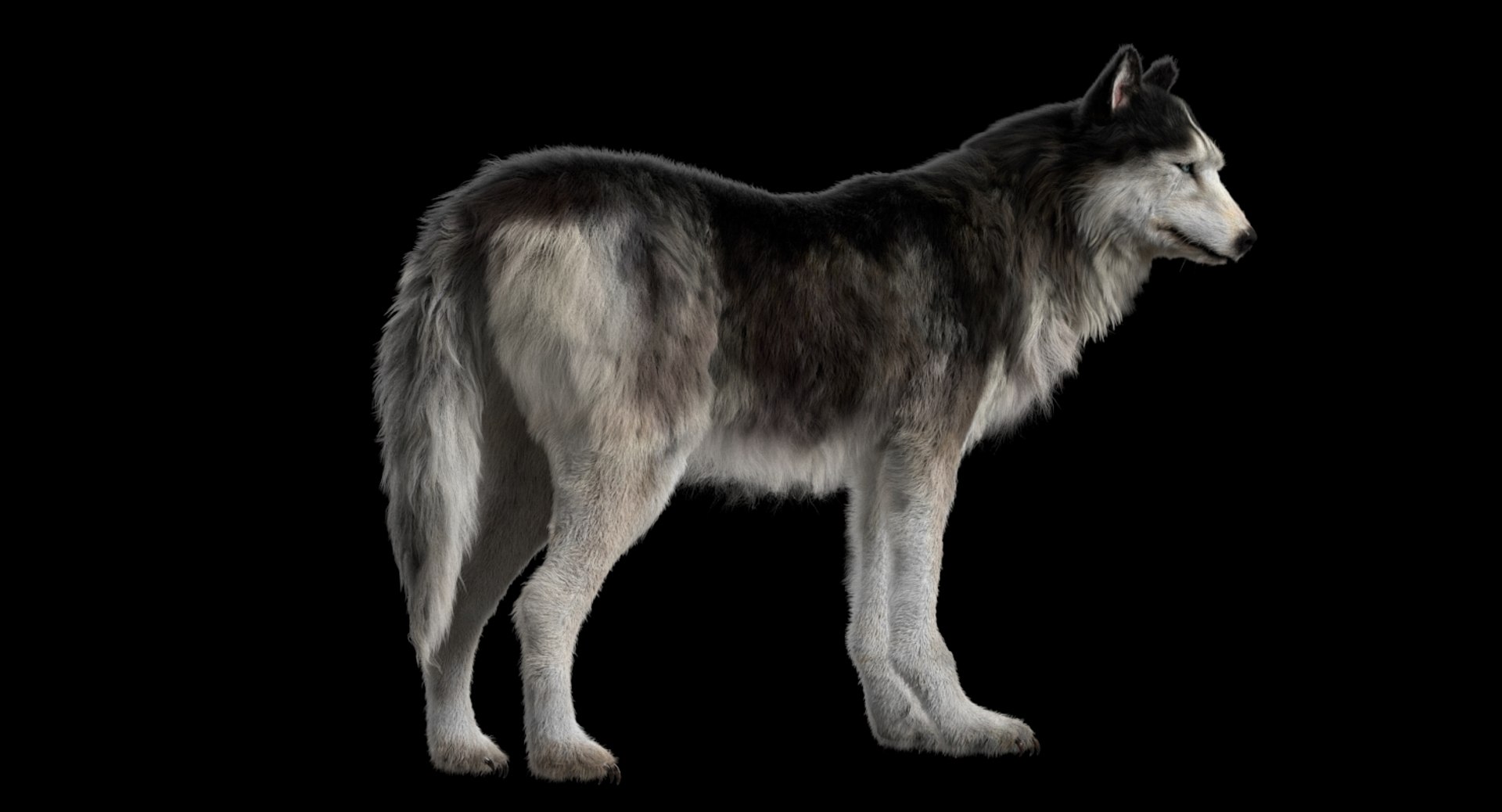 3D Rigged Fur Model - TurboSquid 1342566