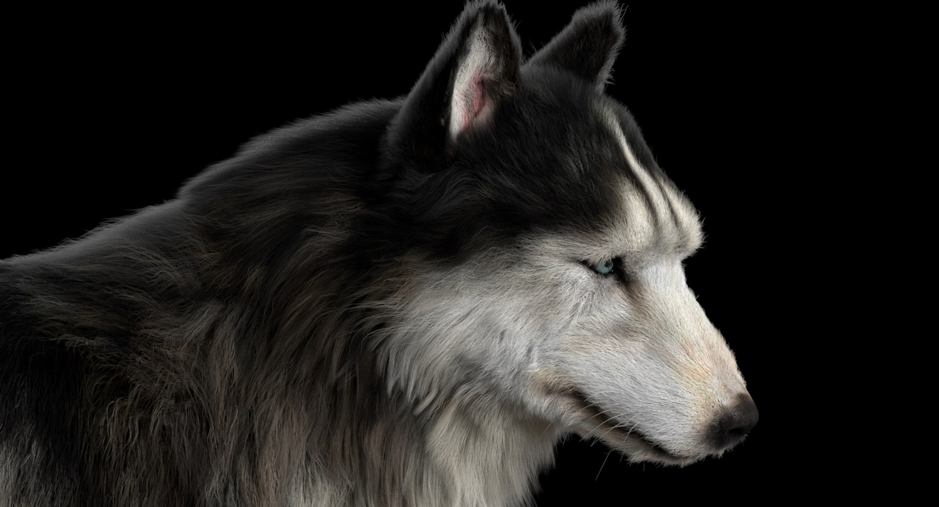 3D Rigged Fur Model - TurboSquid 1342566