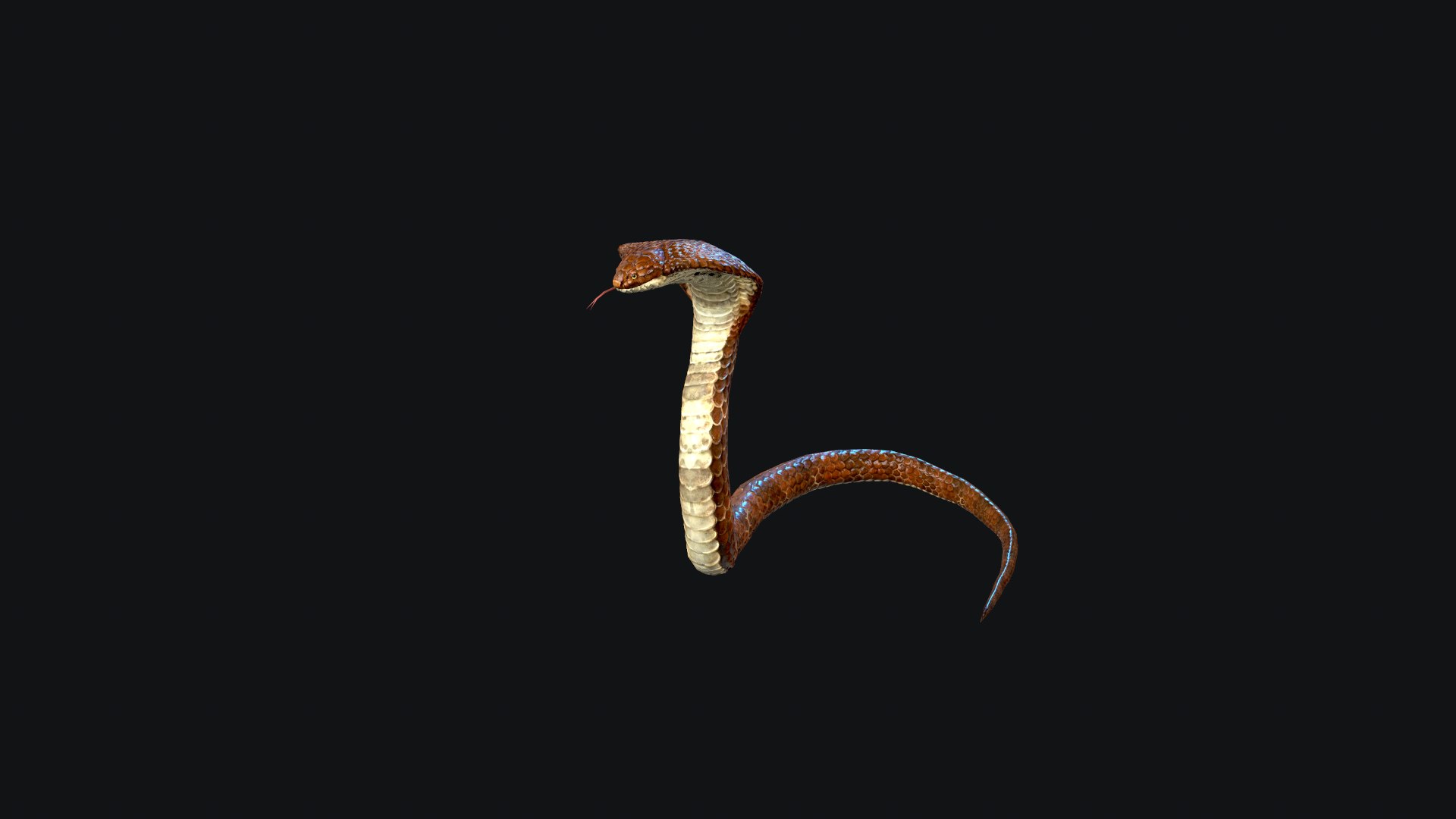 3D King Cobra Animation - TurboSquid 2010728