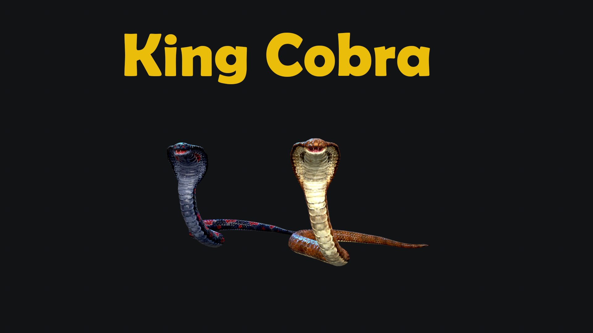 3D King Cobra Animation - TurboSquid 2010728