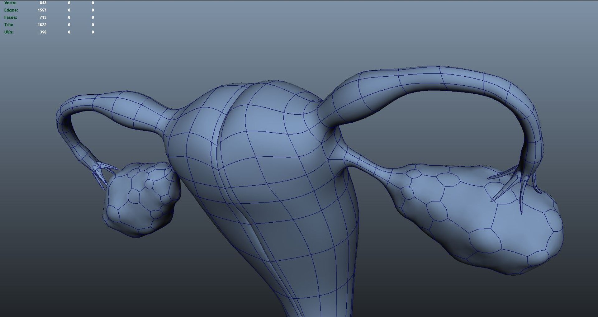 Female Ovary Anatomy 3D Model - TurboSquid 2414405