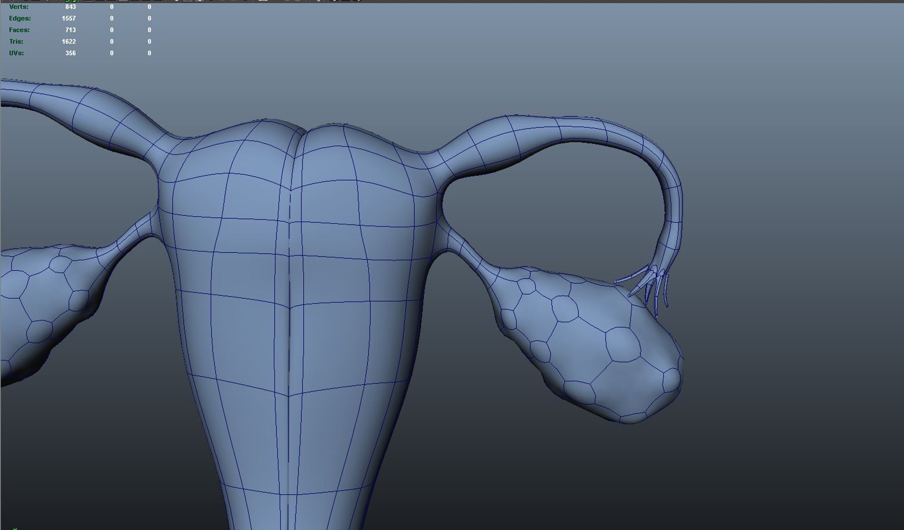 Female Ovary Anatomy 3D Model - TurboSquid 2414405