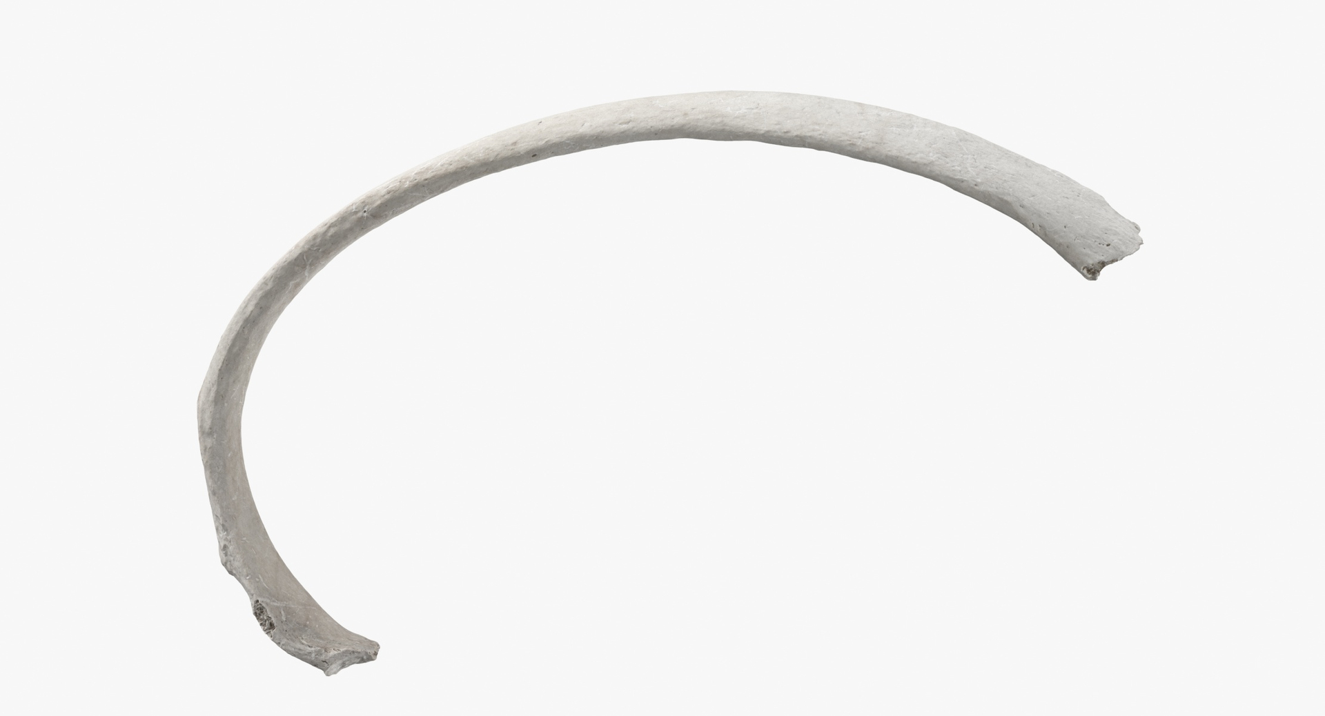 Costae Spurie False Rib 3D - TurboSquid 1658959