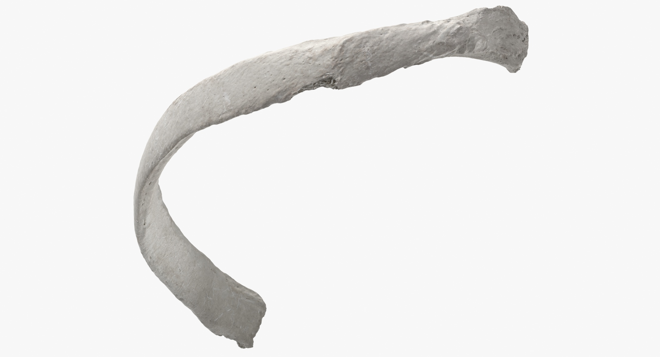 Costae spurie false rib 3D - TurboSquid 1658959