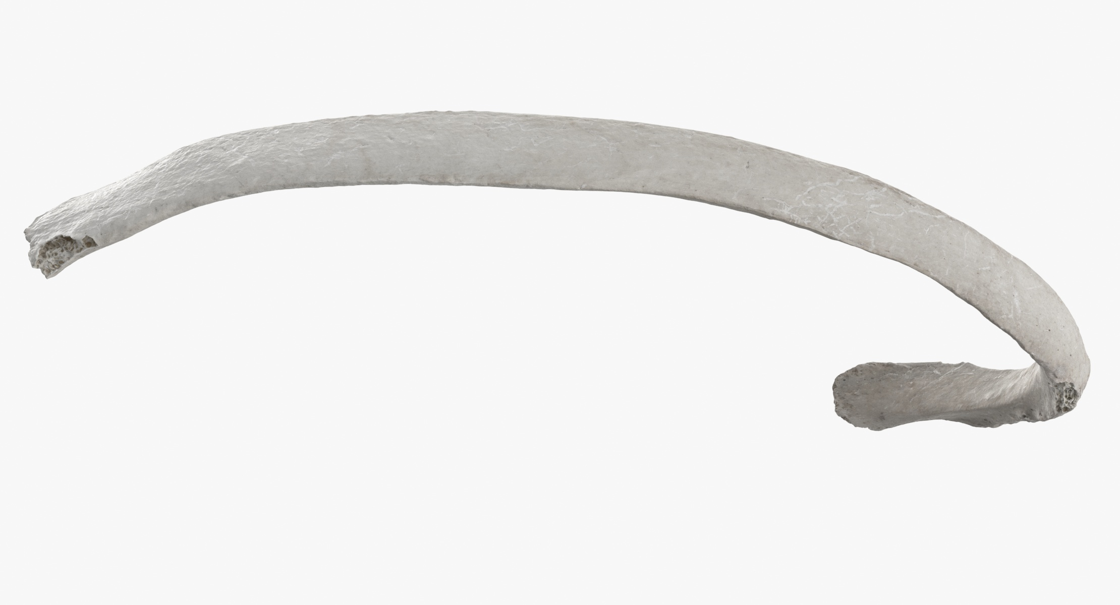 Costae spurie false rib 3D - TurboSquid 1658959