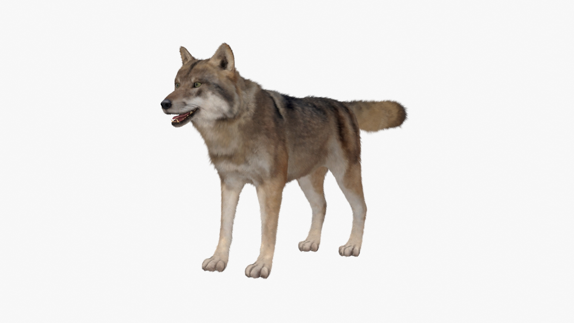 3D Wolf Gray PBR - TurboSquid 2221320