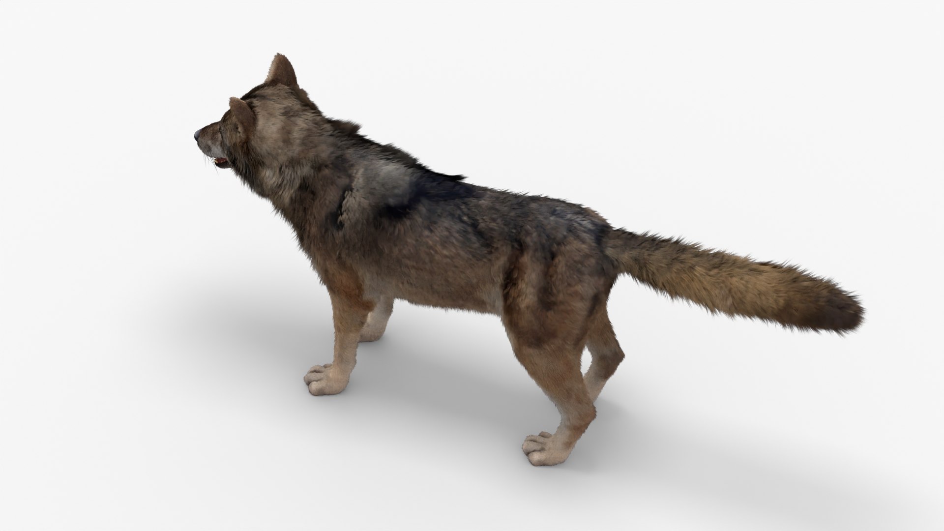 3D Wolf Gray PBR - TurboSquid 2221320
