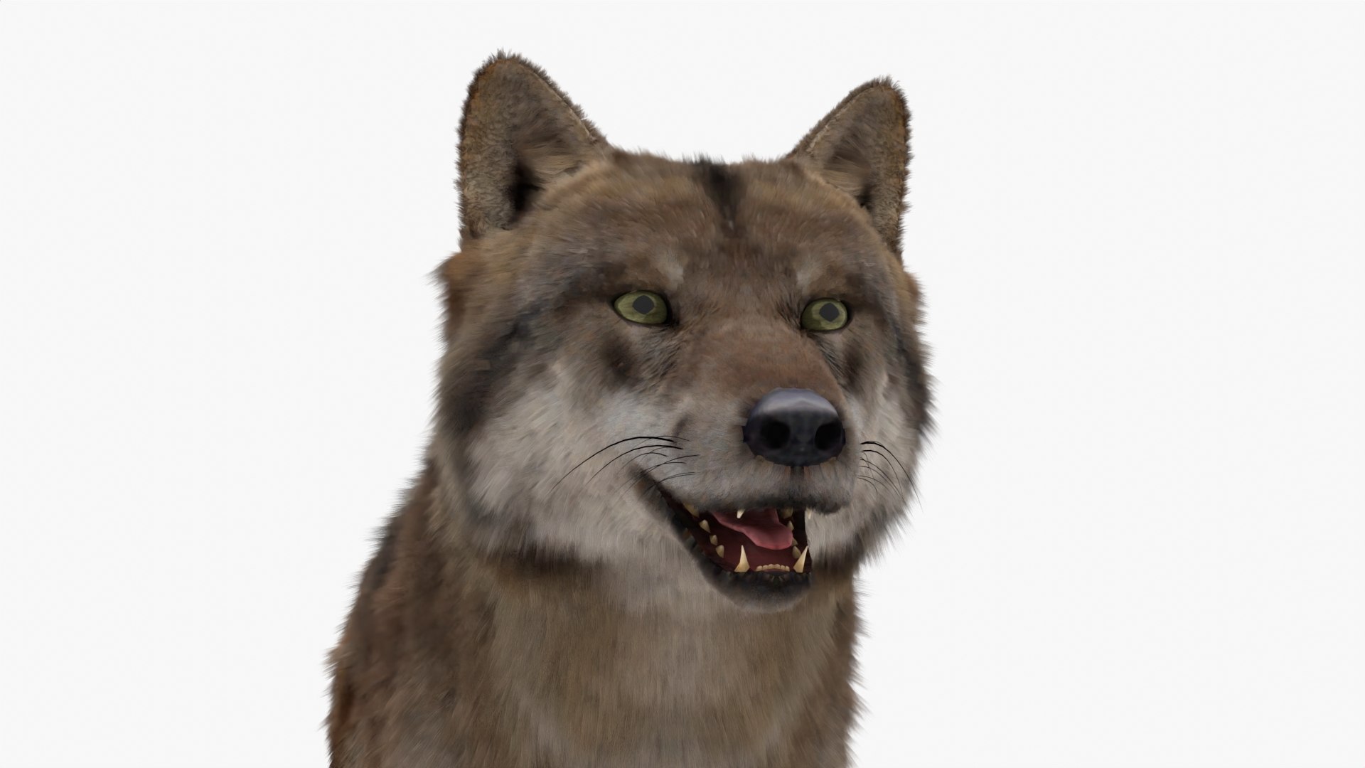 3D Wolf Gray PBR - TurboSquid 2221320