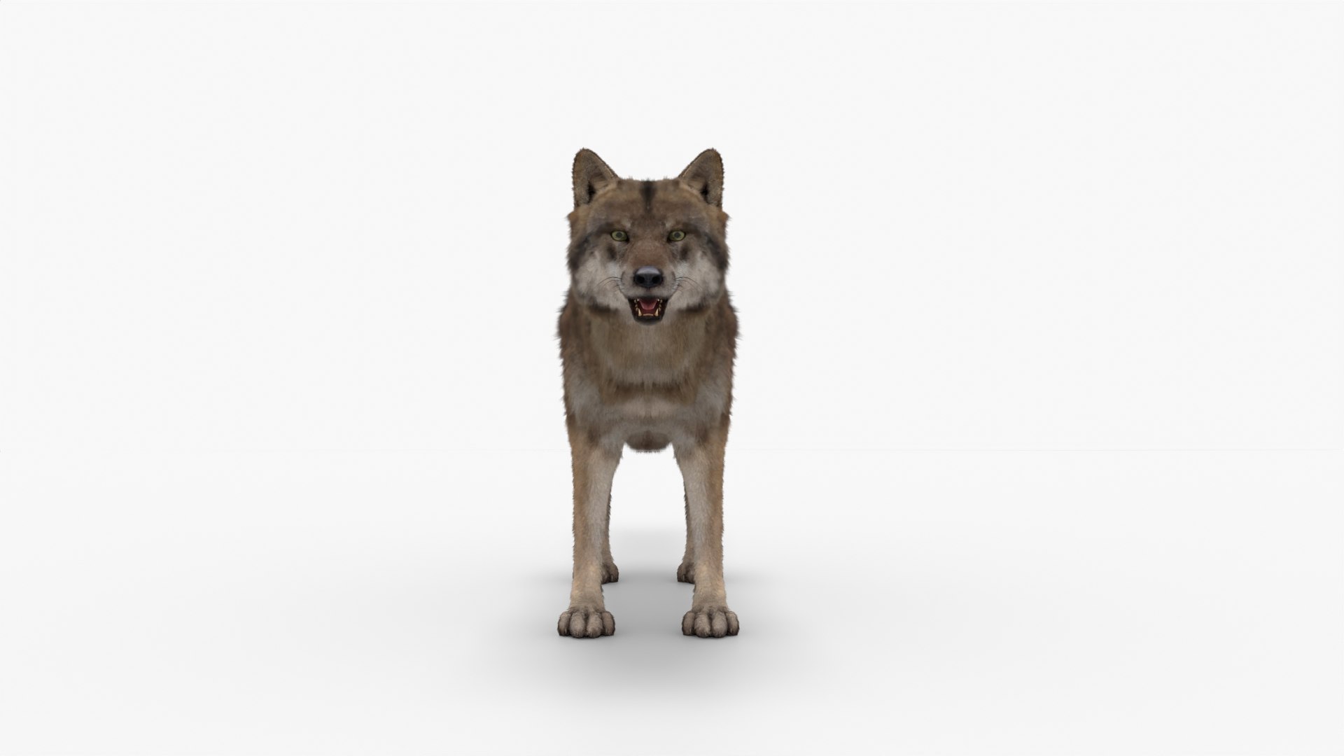 3D Wolf Gray PBR - TurboSquid 2221320