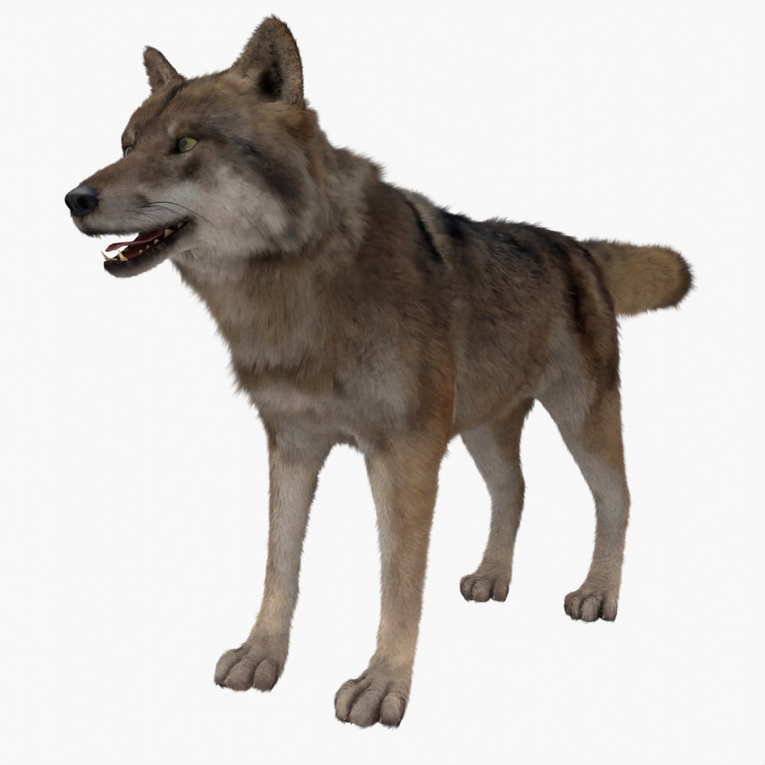 3D Wolf Gray PBR - TurboSquid 2221320