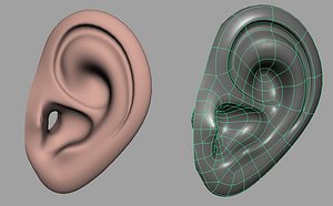 Free 3D Anatomy Ear Models - Available For Download On TurboSquid