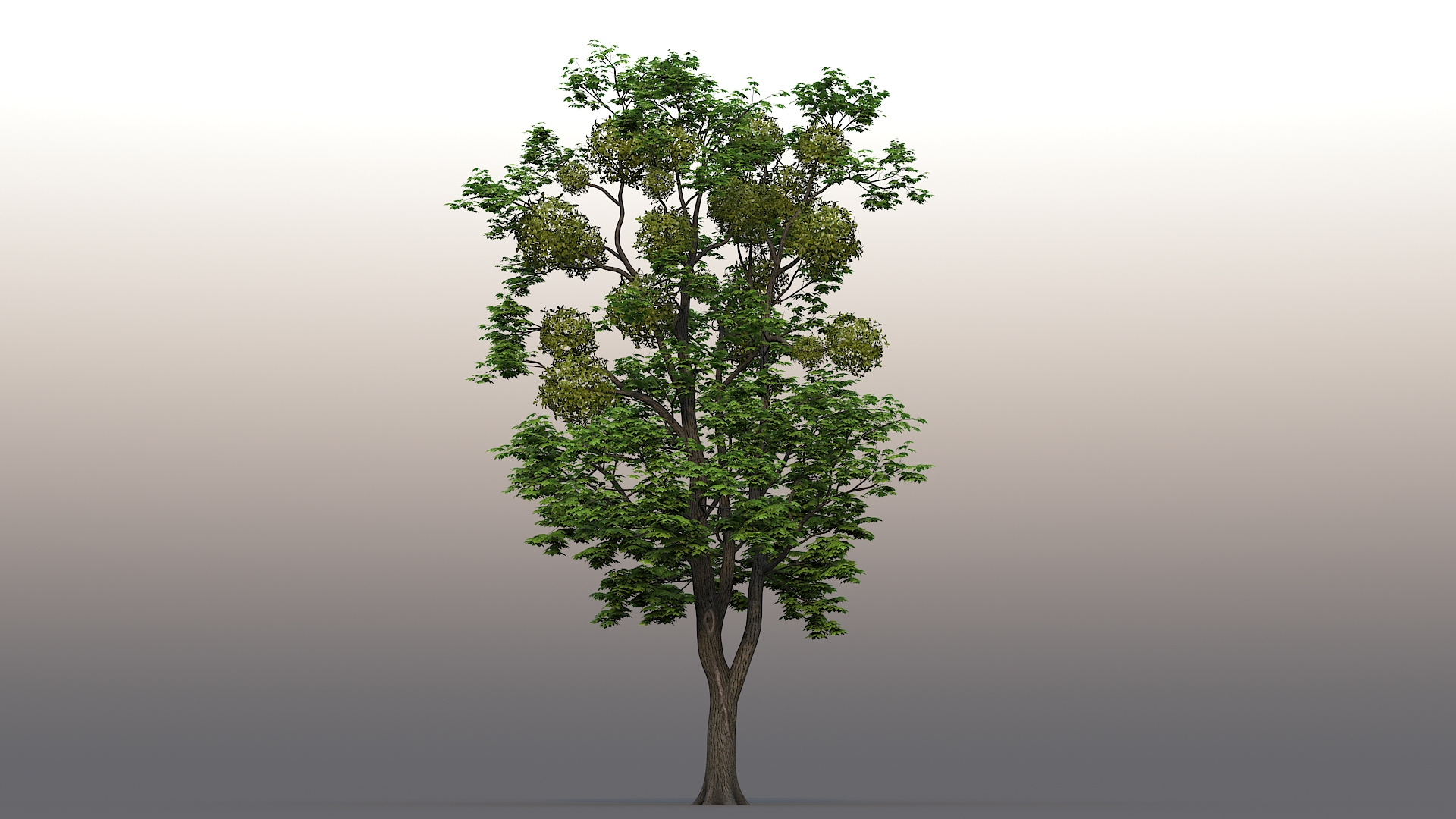 Tree Maple 3D Model - TurboSquid 1665283