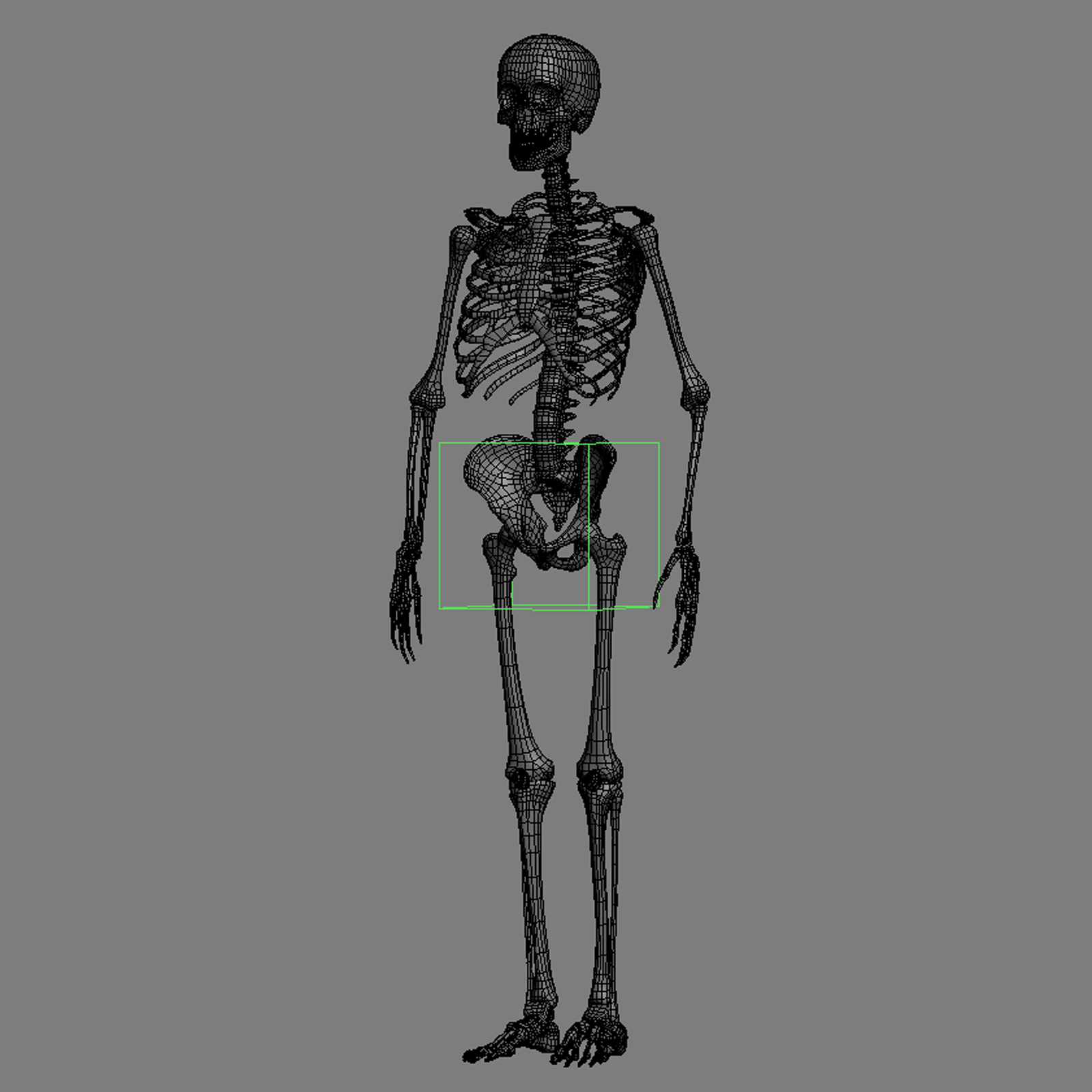 3d model skeleton rigged