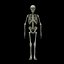 3d Model Skeleton Rigged