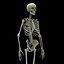 3d Model Skeleton Rigged