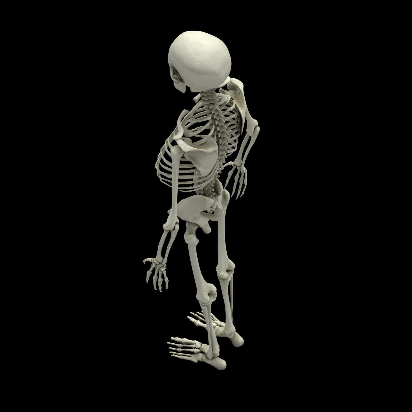 3d model skeleton rigged