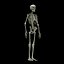 3d Model Skeleton Rigged