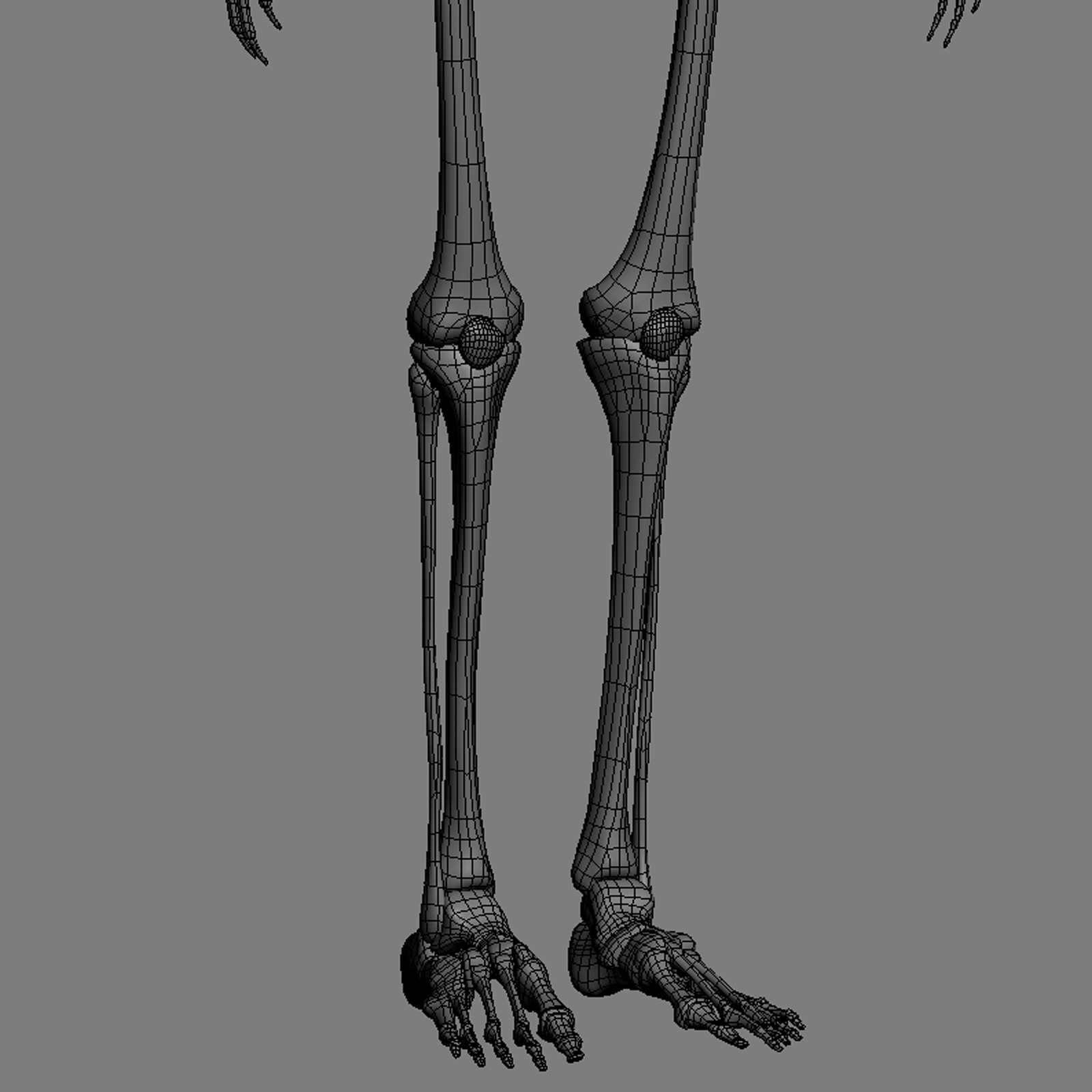 3d model skeleton rigged
