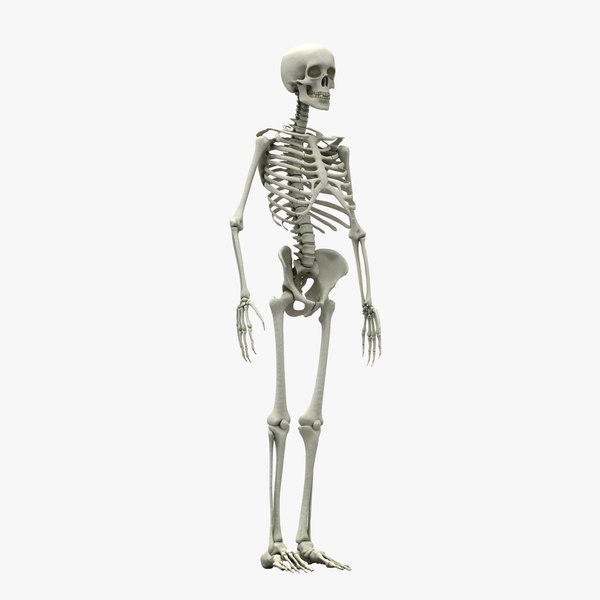 rat skull separated bones anatomy 3d max