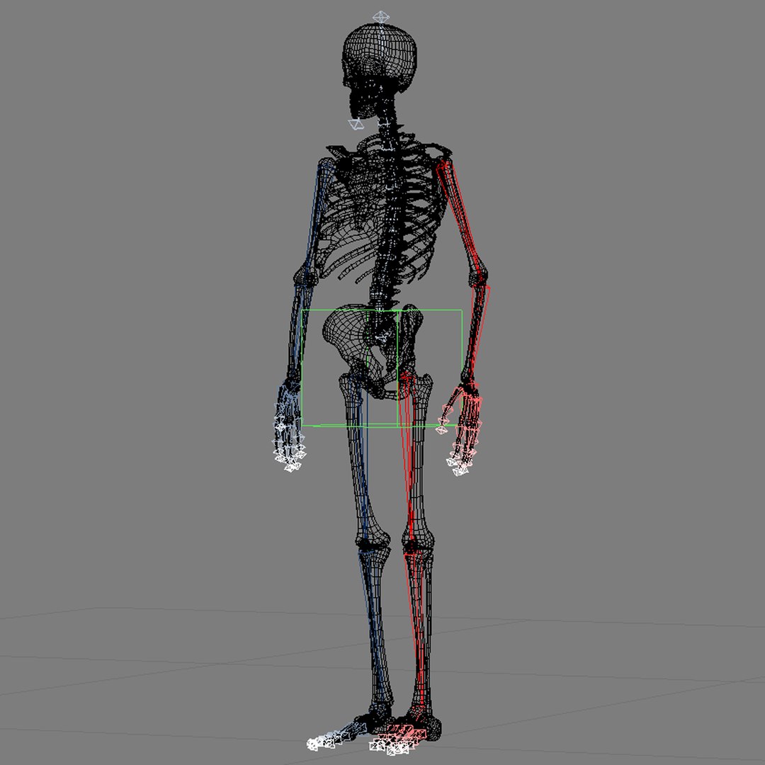 3d Model Skeleton Rigged