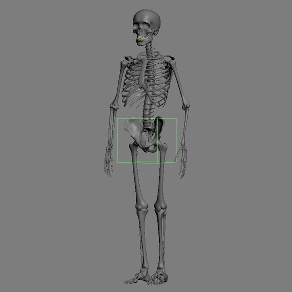 3d model skeleton rigged