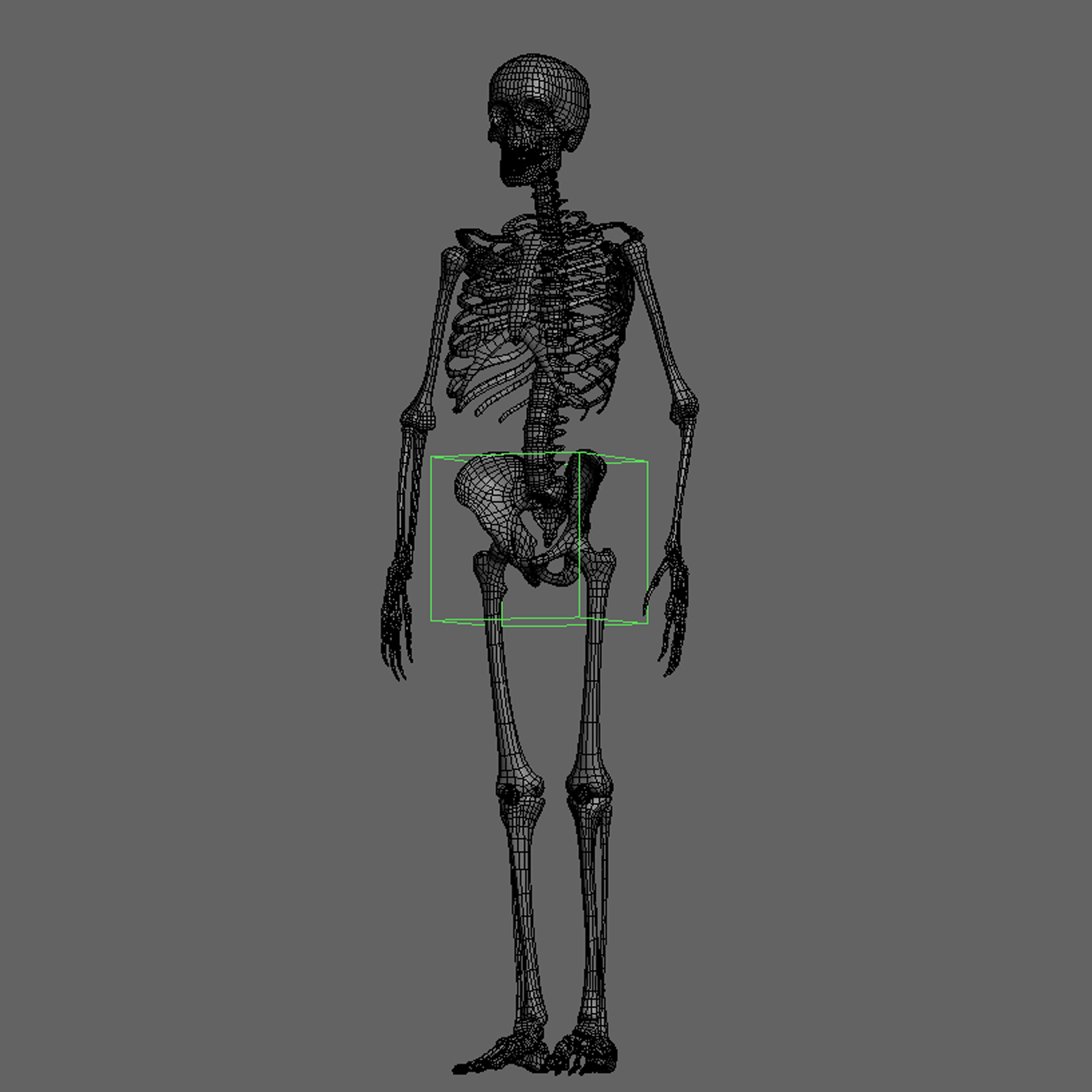 3d model skeleton rigged