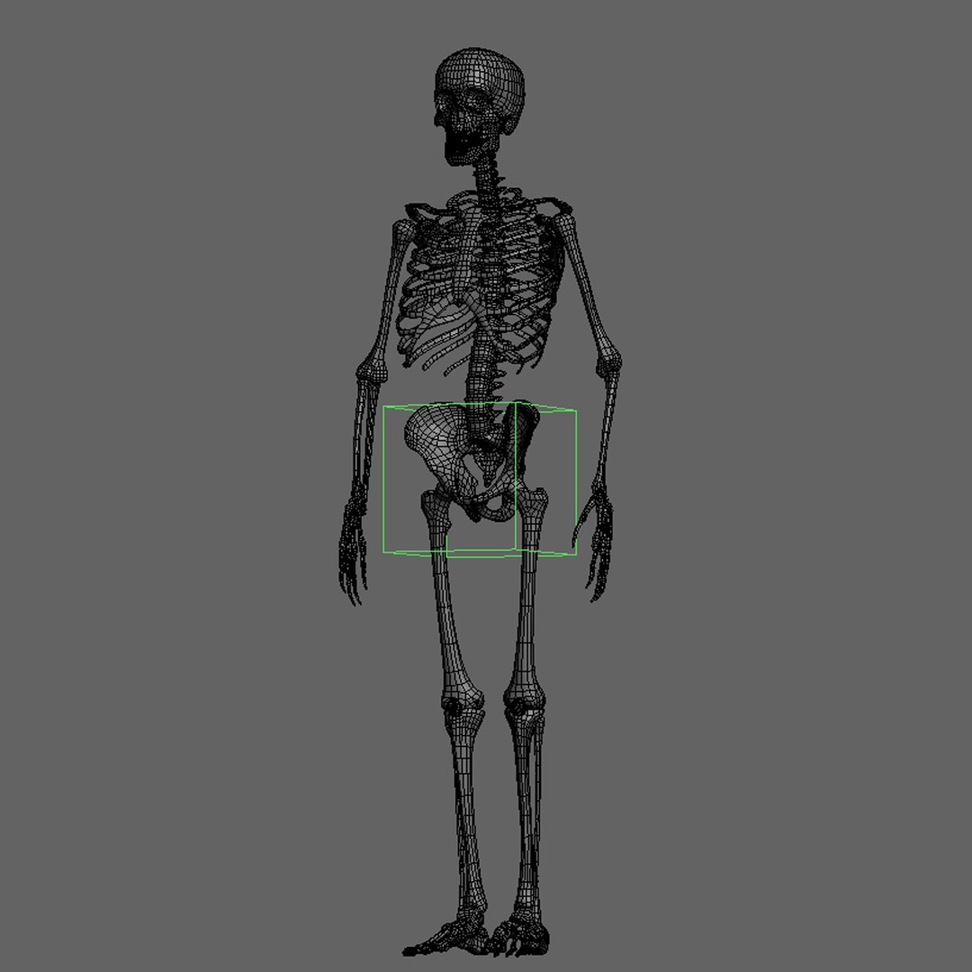 3d model skeleton rigged