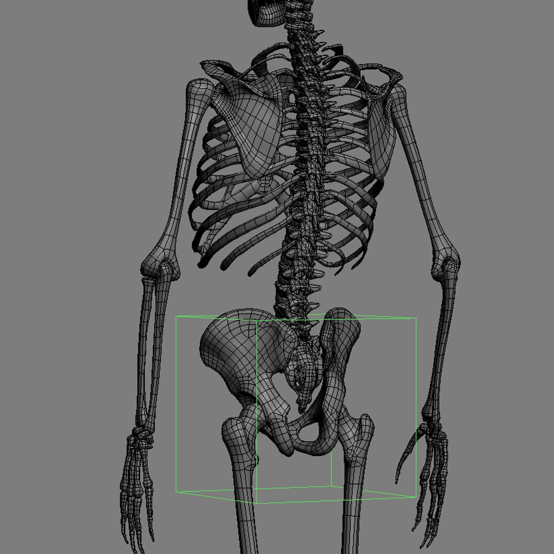 3d model skeleton rigged