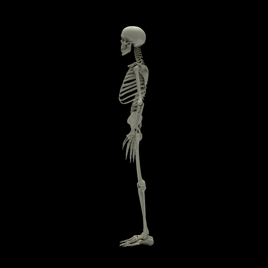 3d model skeleton rigged