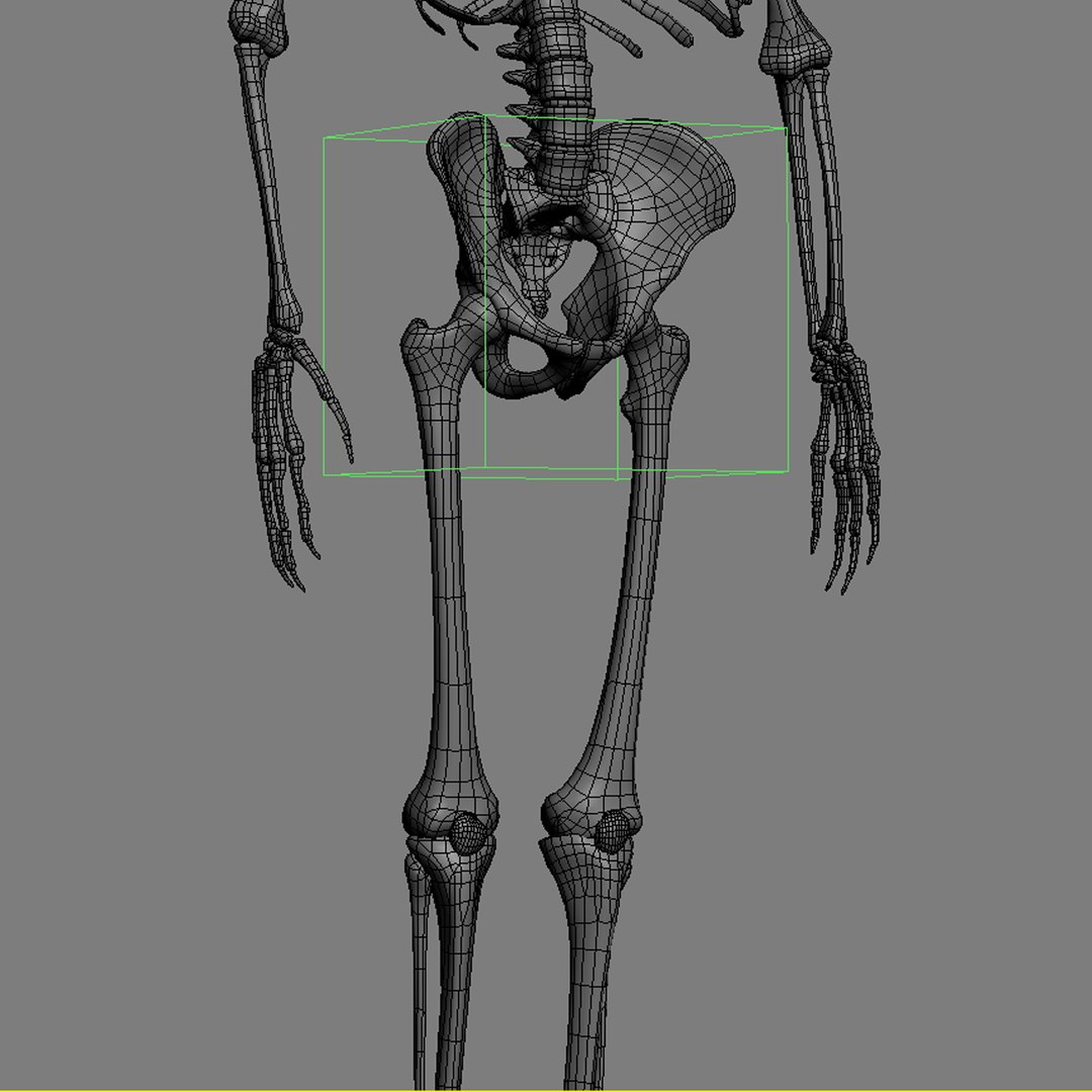 3d Model Skeleton Rigged