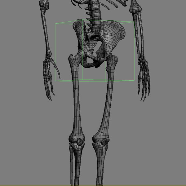 3d model skeleton rigged