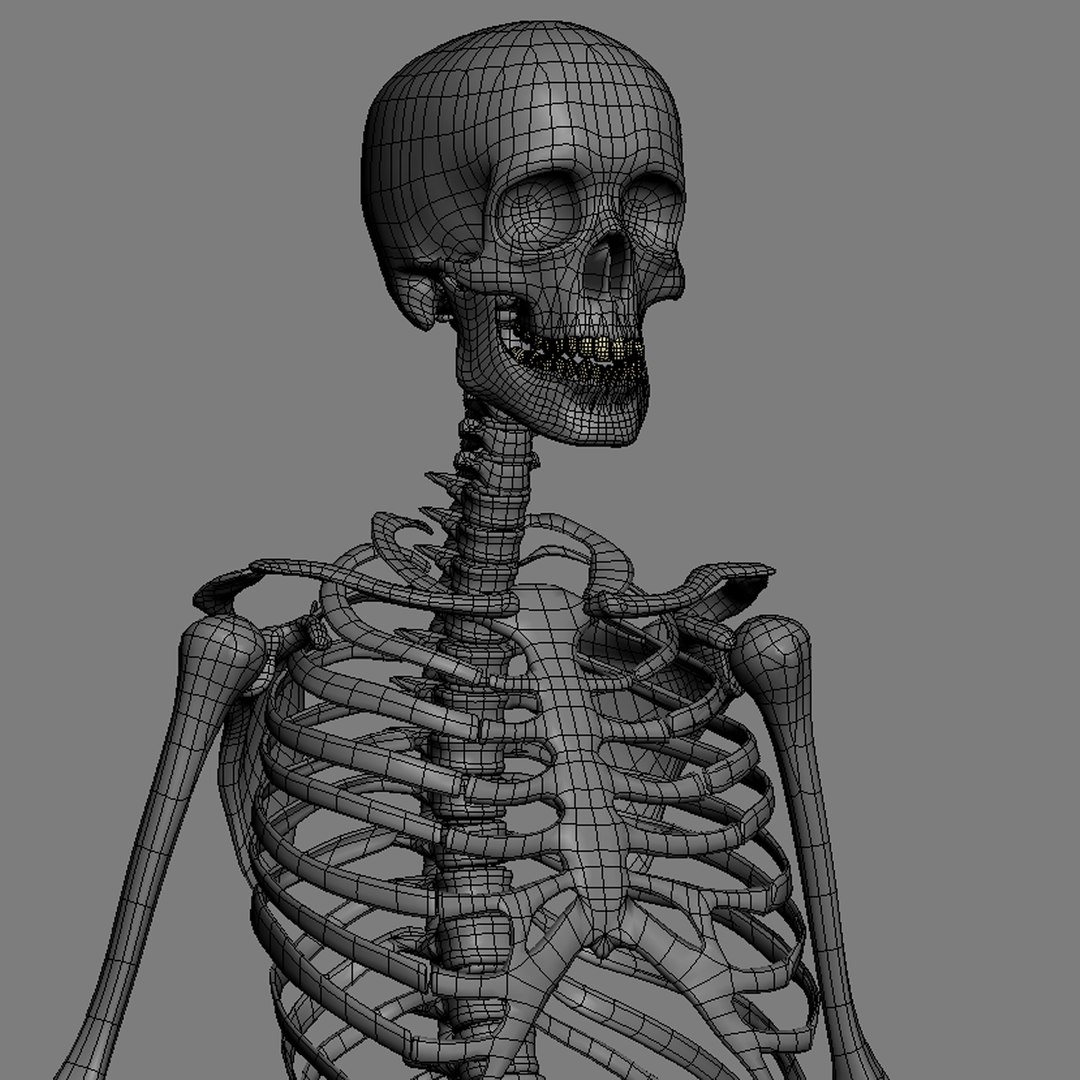 3d Model Skeleton Rigged