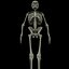 3d Model Skeleton Rigged