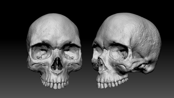 3d model skull