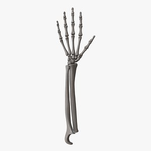 Rigged Skeletal Hand 3D Models for Download | TurboSquid
