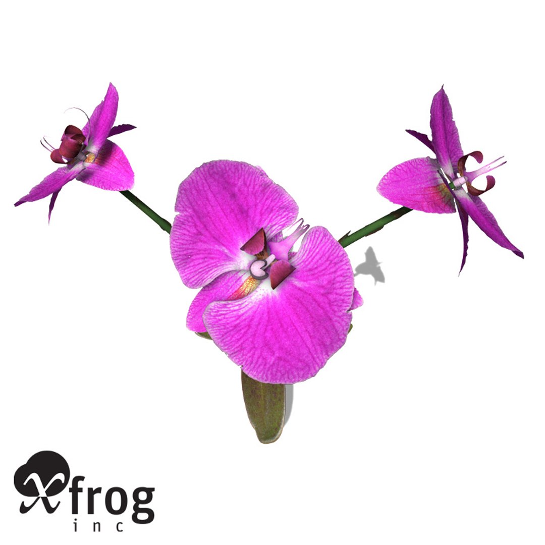 3d Model Xfrogplants Moth Orchid Plant