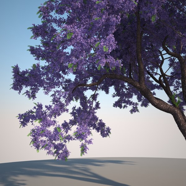 modelo 3d JacarandaTree01 FP - TurboSquid 787156