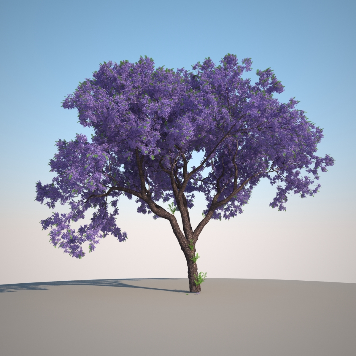 modelo 3d JacarandaTree01 FP - TurboSquid 787156
