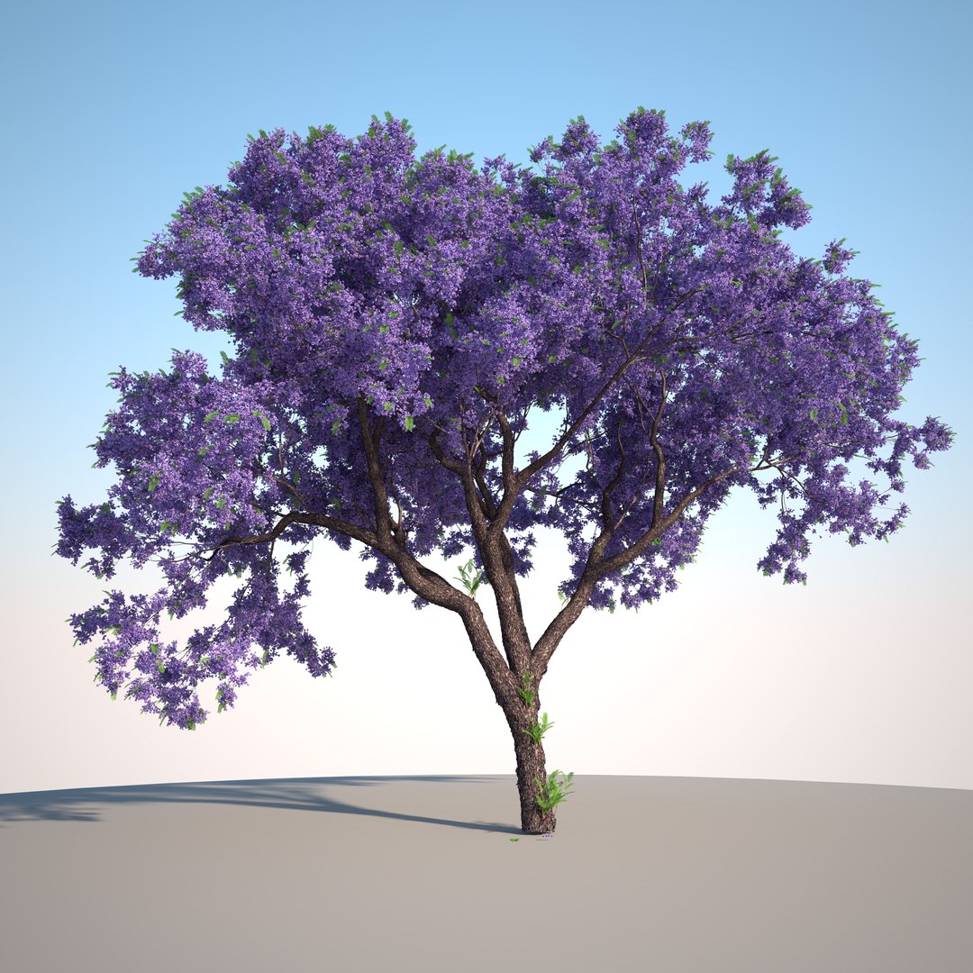 3d Model Jacaranda Tree Forest