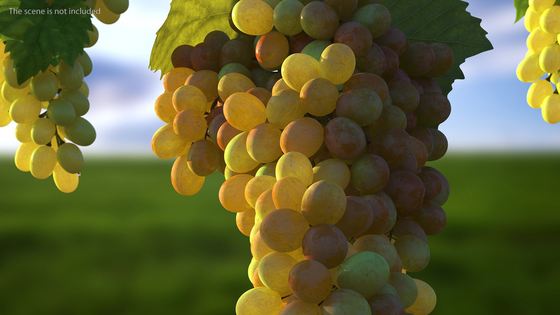 3D Pink Sultana Grape Cluster - TurboSquid 2179017