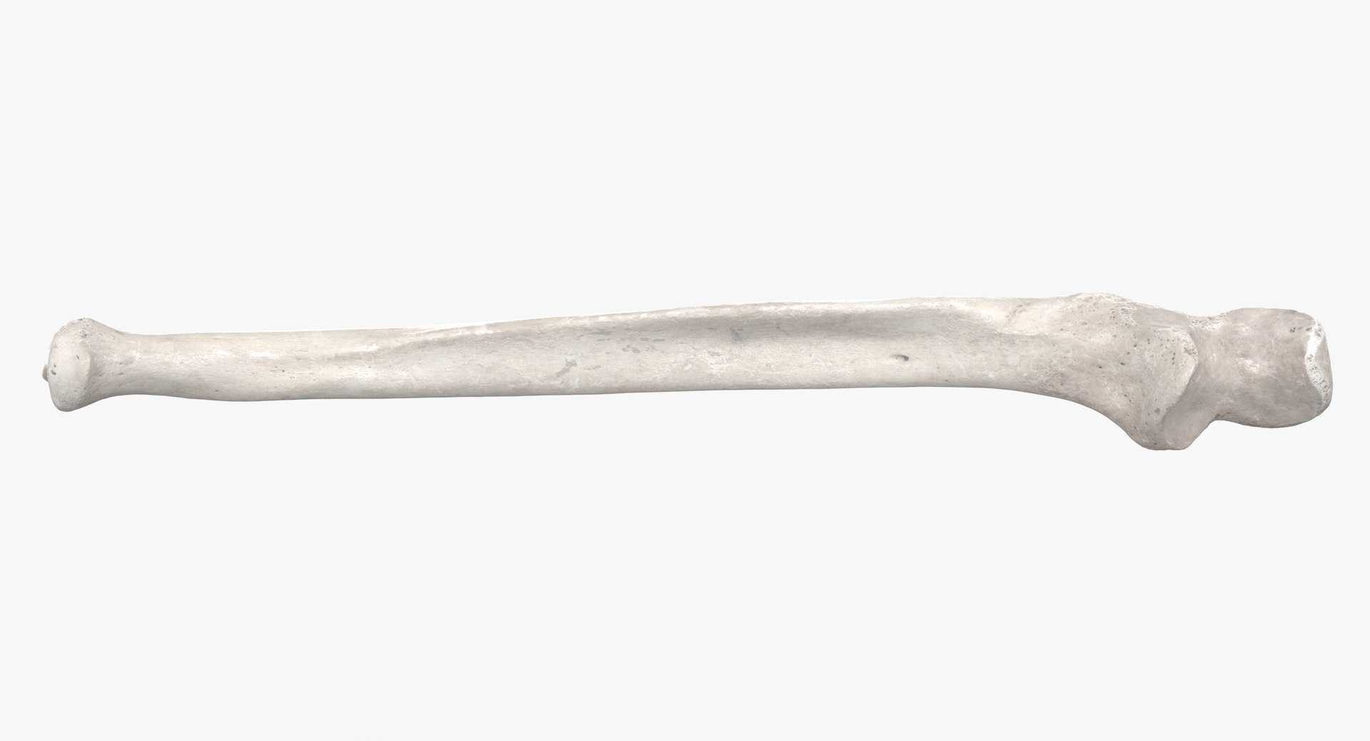 Human Ulna Bone 01 3D Model - TurboSquid 1542108