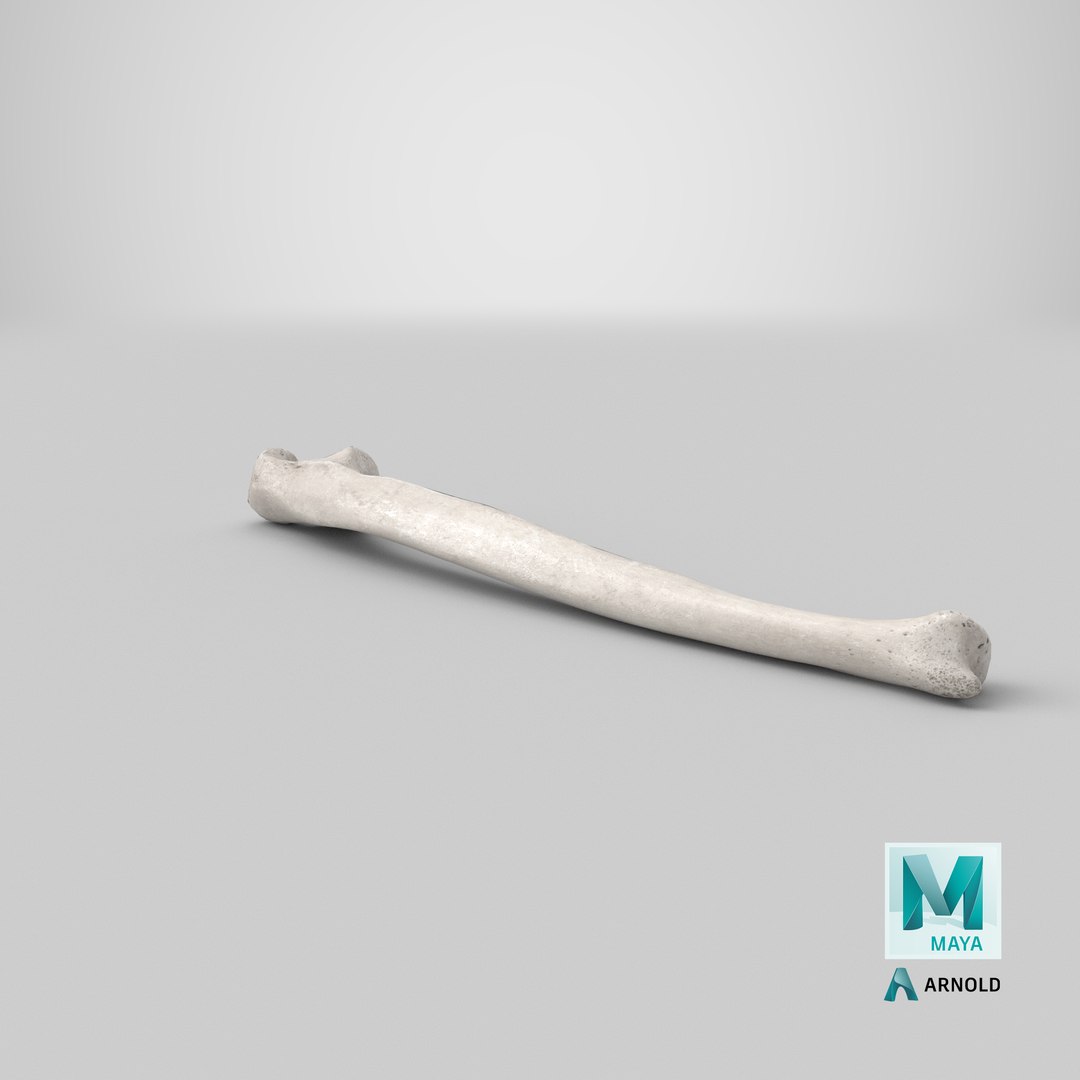 Human Ulna Bone 01 3D Model - TurboSquid 1542108