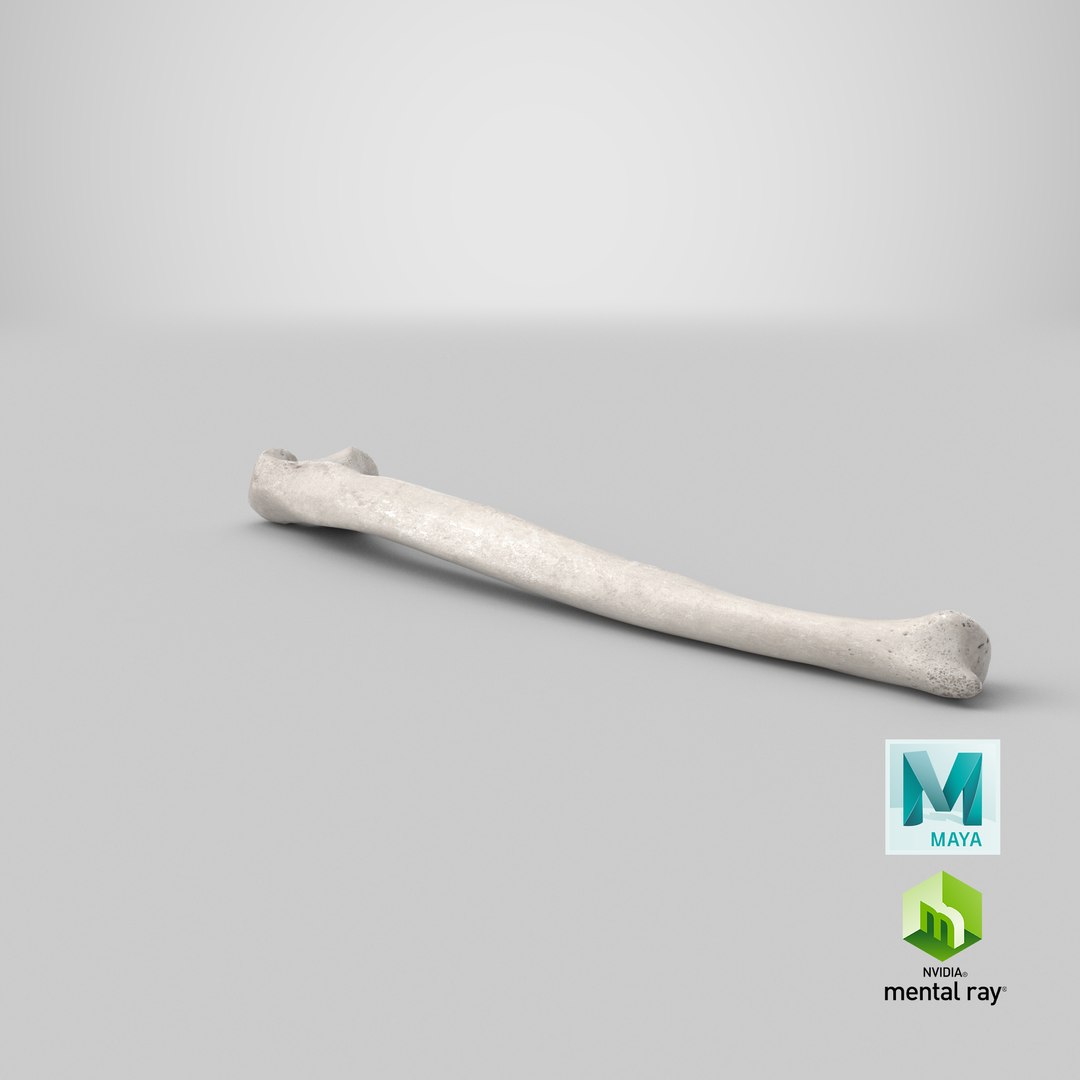 Human Ulna Bone 01 3D Model - TurboSquid 1542108