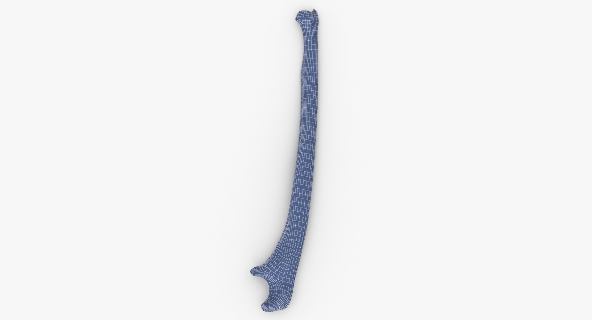 Human Ulna Bone 01 3D Model - TurboSquid 1542108