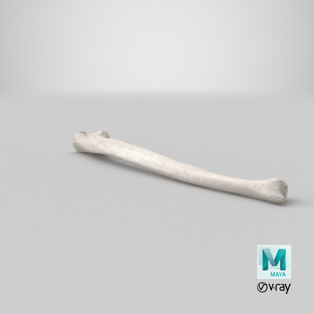 Human Ulna Bone 01 3D Model - TurboSquid 1542108