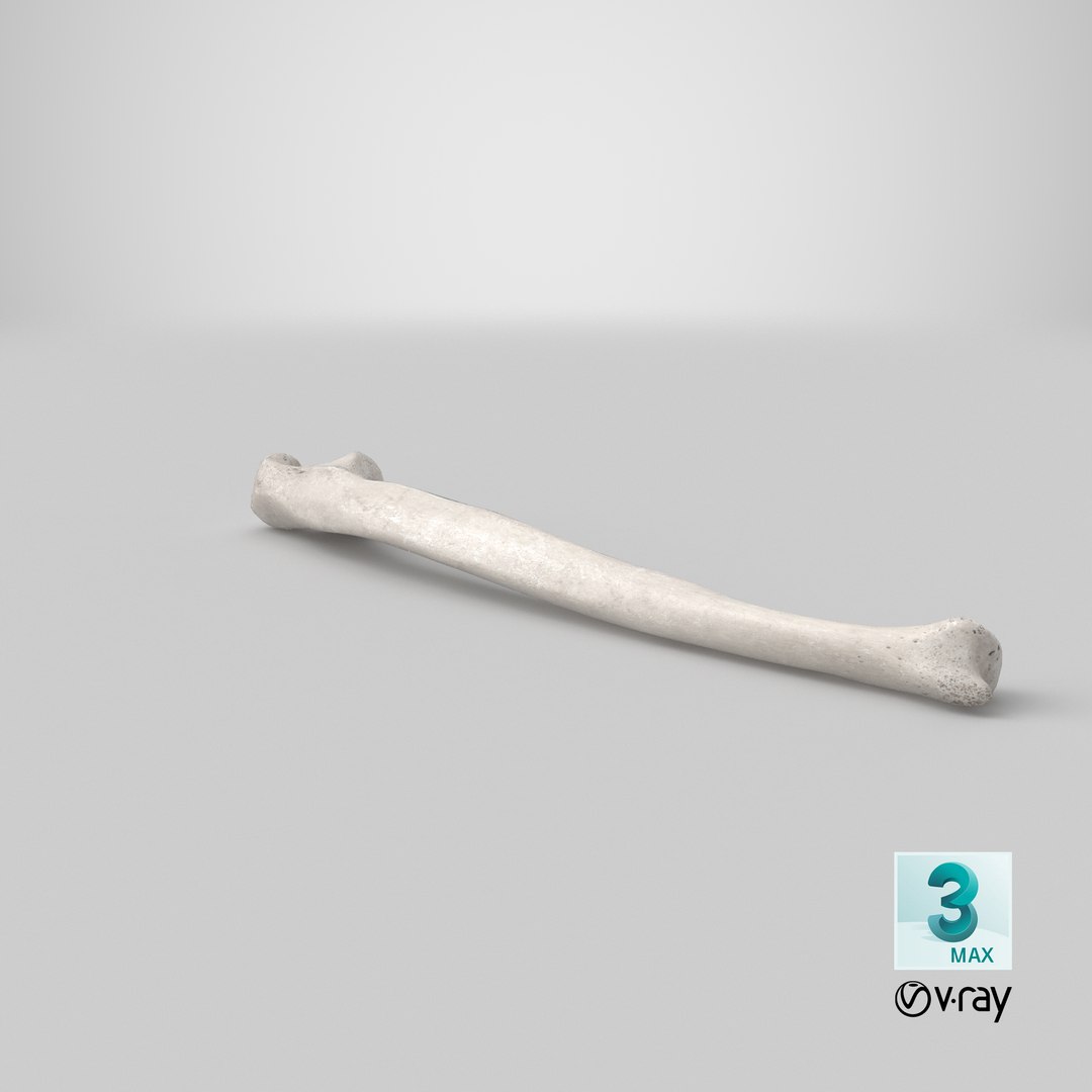 Human Ulna Bone 01 3D Model - TurboSquid 1542108