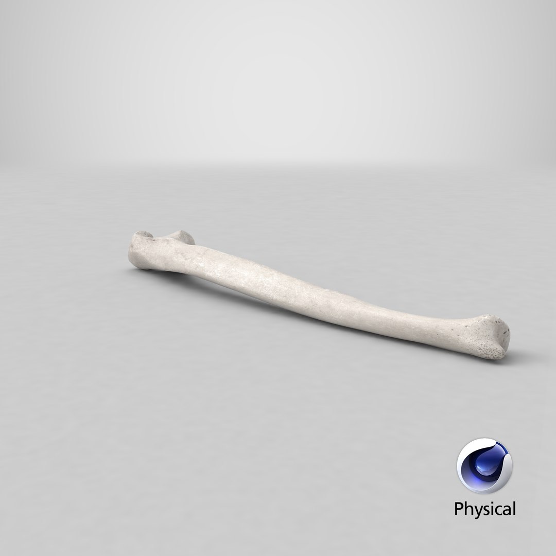 Human Ulna Bone 01 3D Model - TurboSquid 1542108