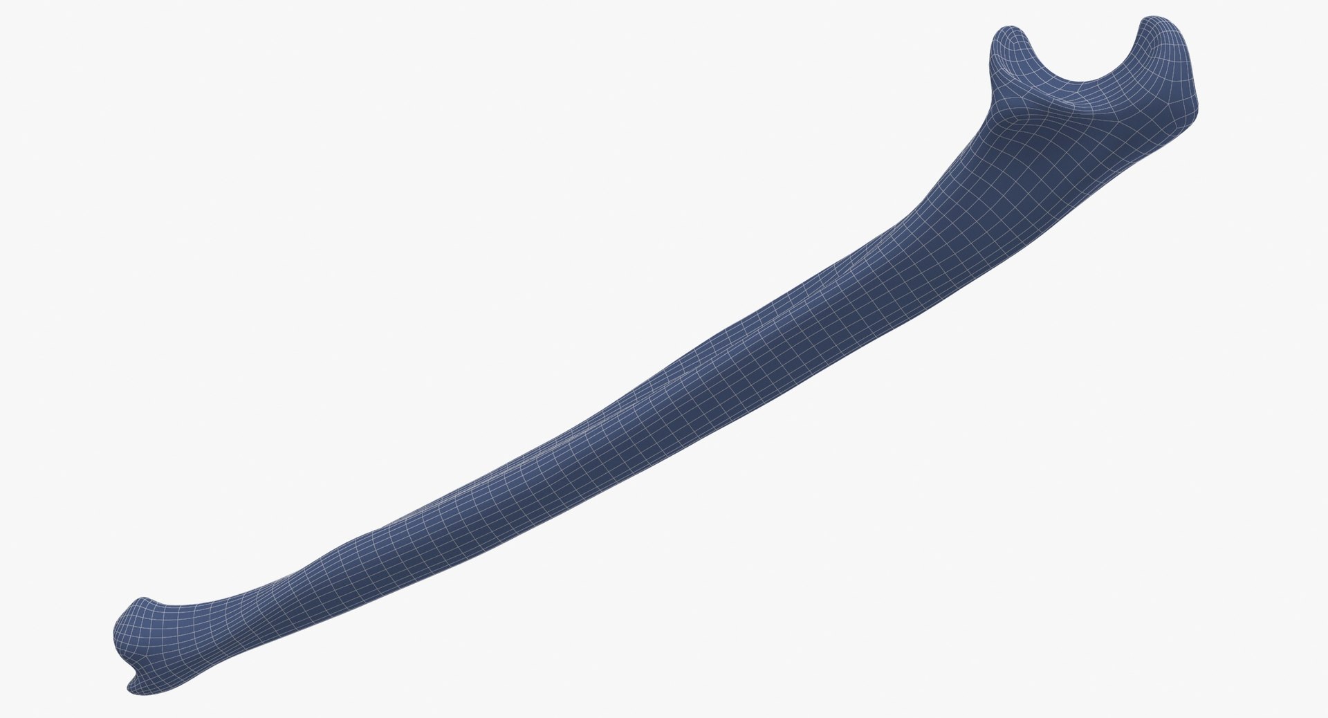 Human Ulna Bone 01 3D Model - TurboSquid 1542108