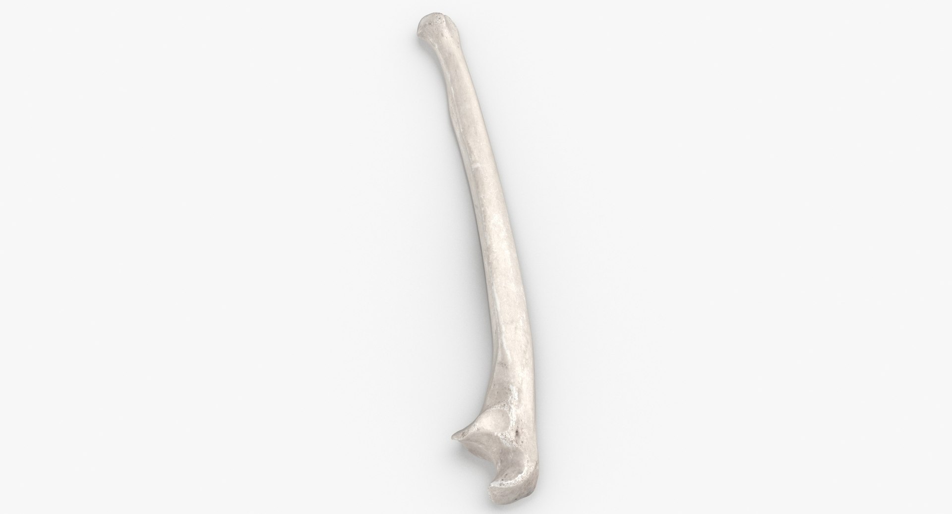 Human Ulna Bone 01 3D Model - TurboSquid 1542108