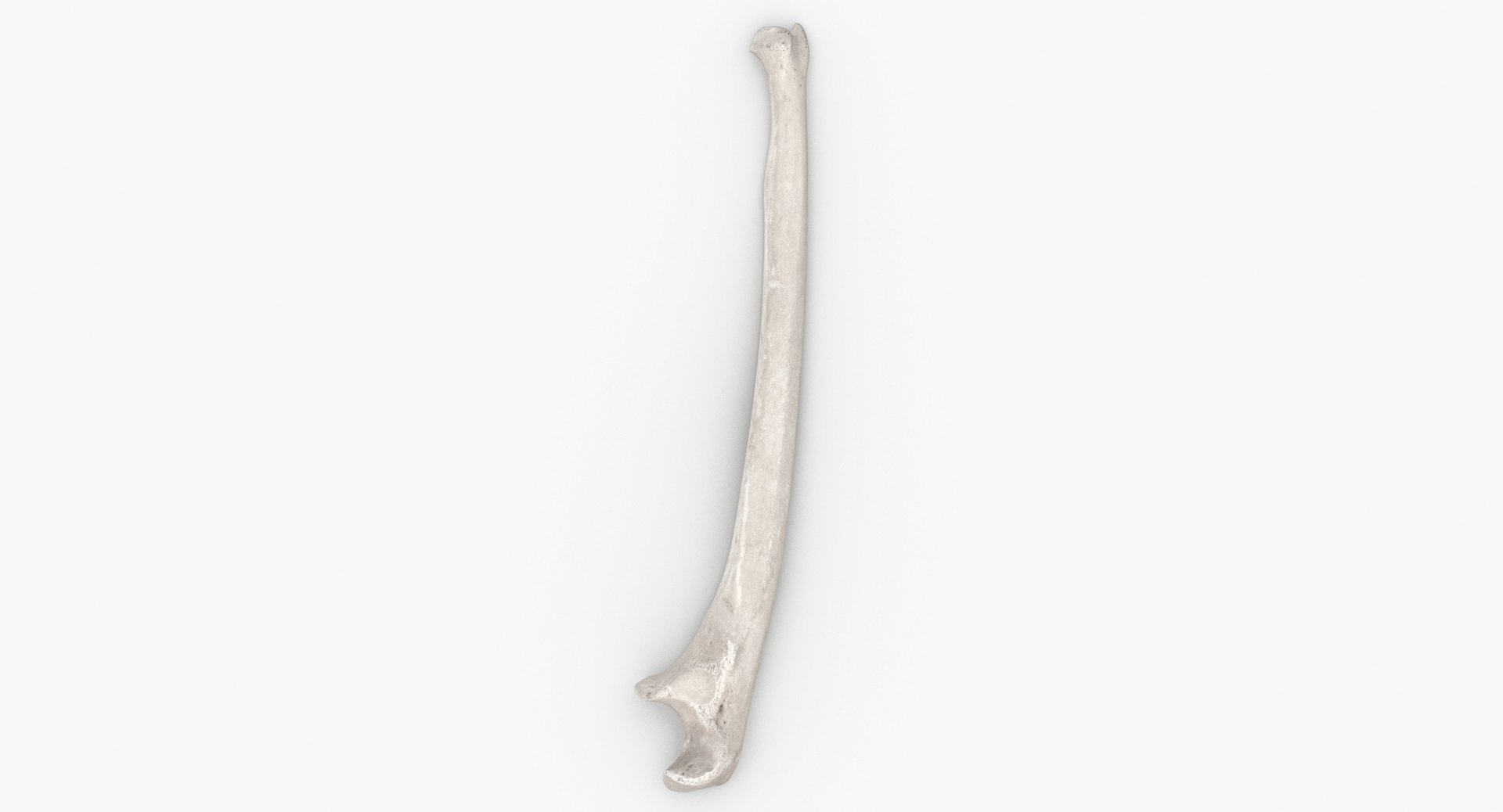 Human Ulna Bone 01 3D Model - TurboSquid 1542108